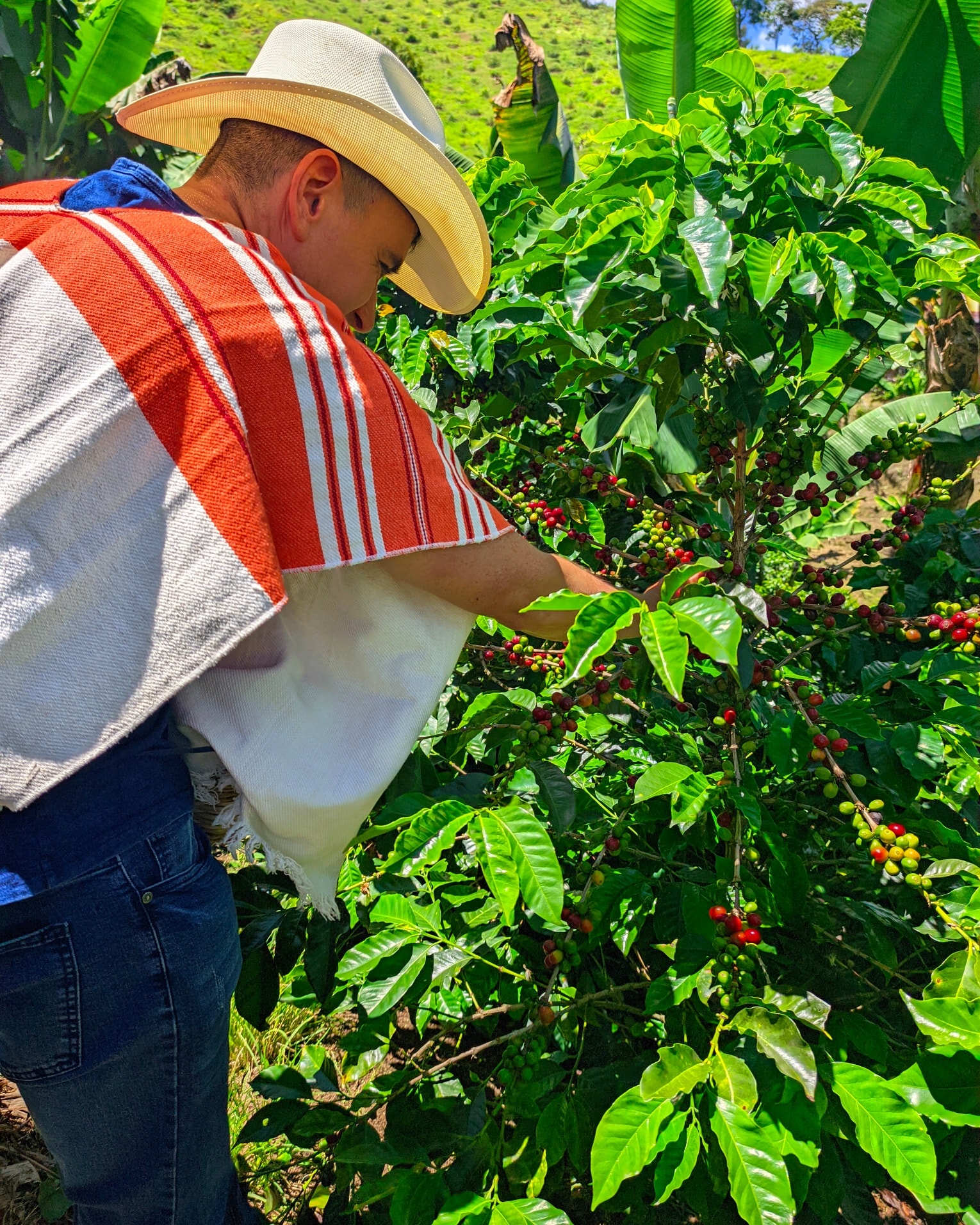 Tour Cafetero - Café Tesoro - San Nicolas Valley
